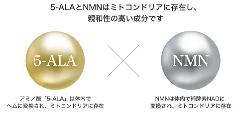 NMNサプリメント